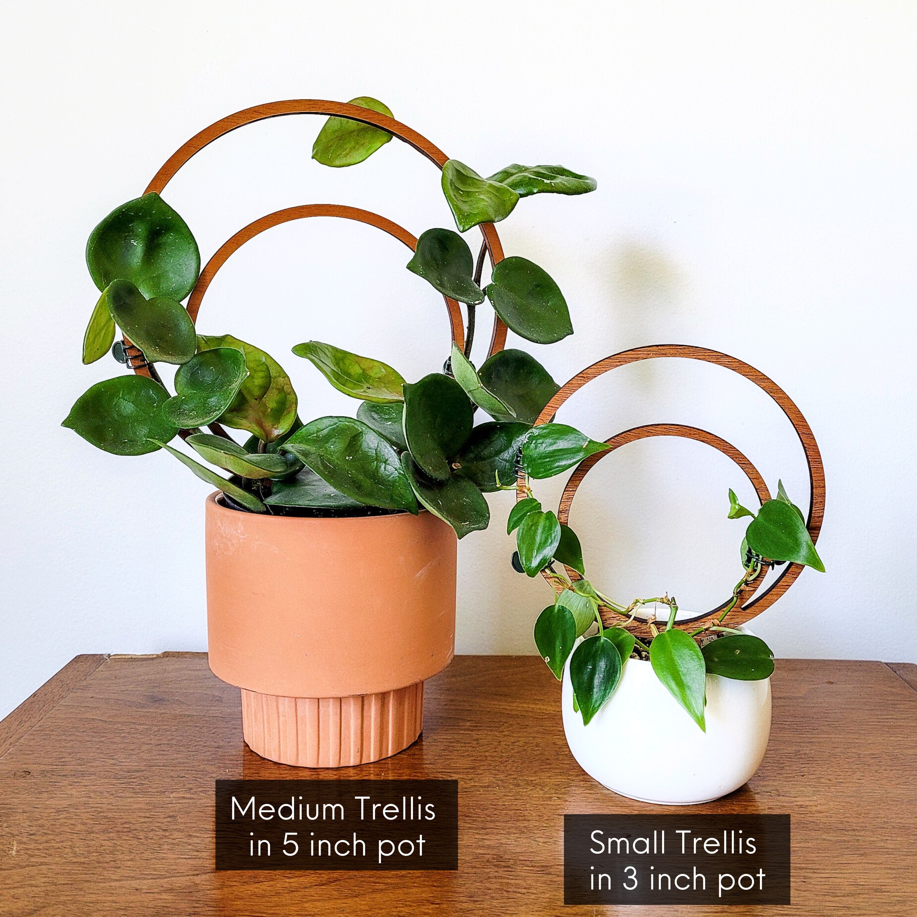 Round Circle Indoor Plant Trellis - Double Hoop - Plant Décor & Gifts ...